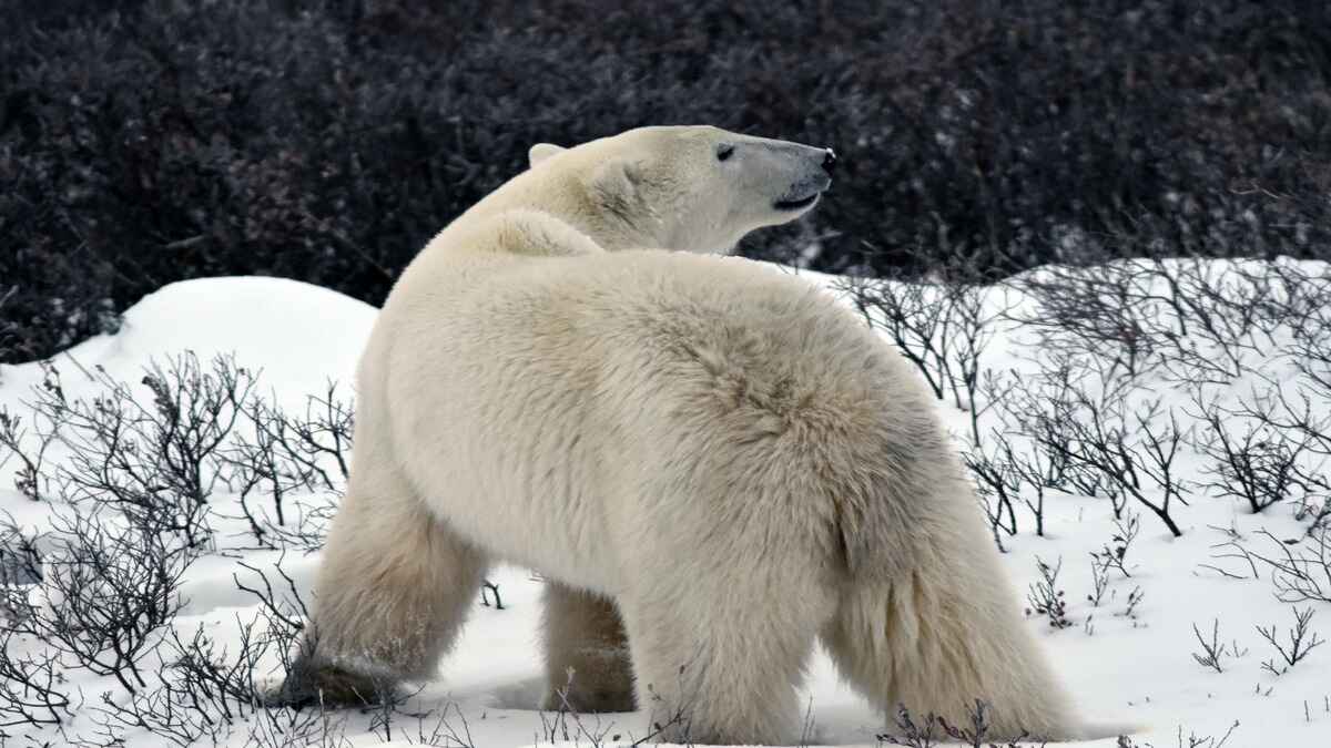 National Polar Bear Day - February 27th | Mind Classic