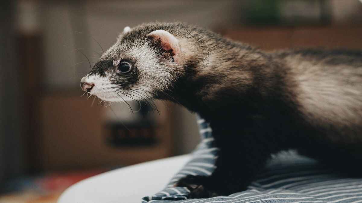National Ferret Day - April 2nd | Mind Classic