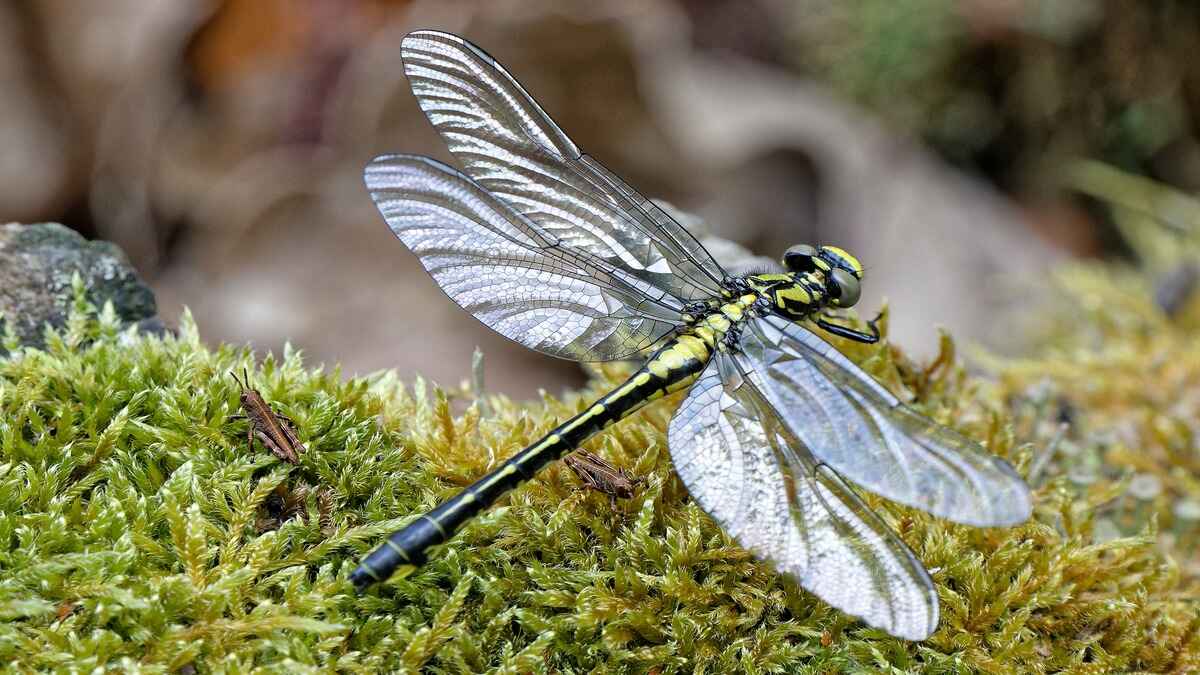 National Dragonfly Day - Second Saturday in June | Mind Classic